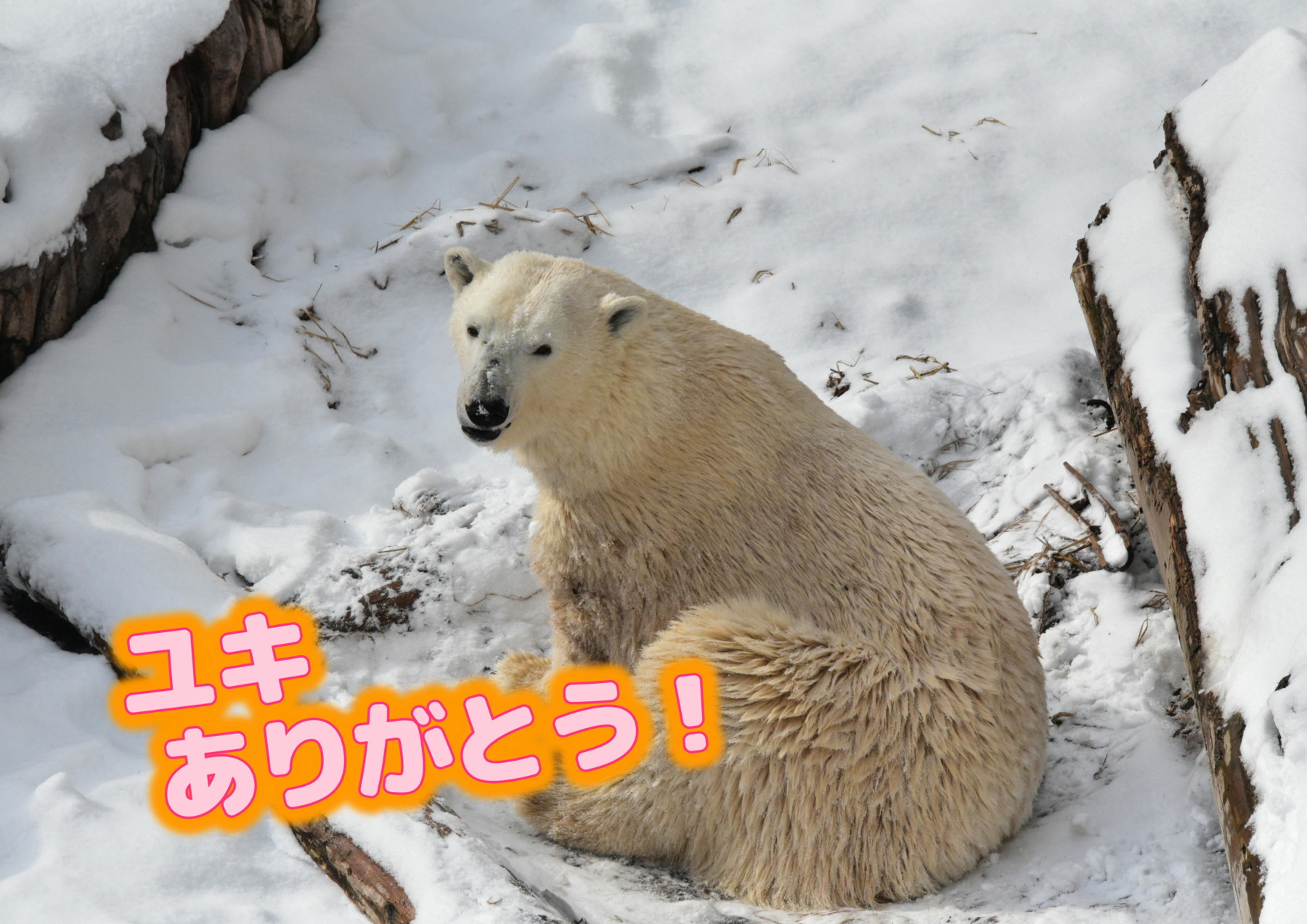 ホッキョクグマ「ユキ」を送る会 – 男鹿水族館GAO